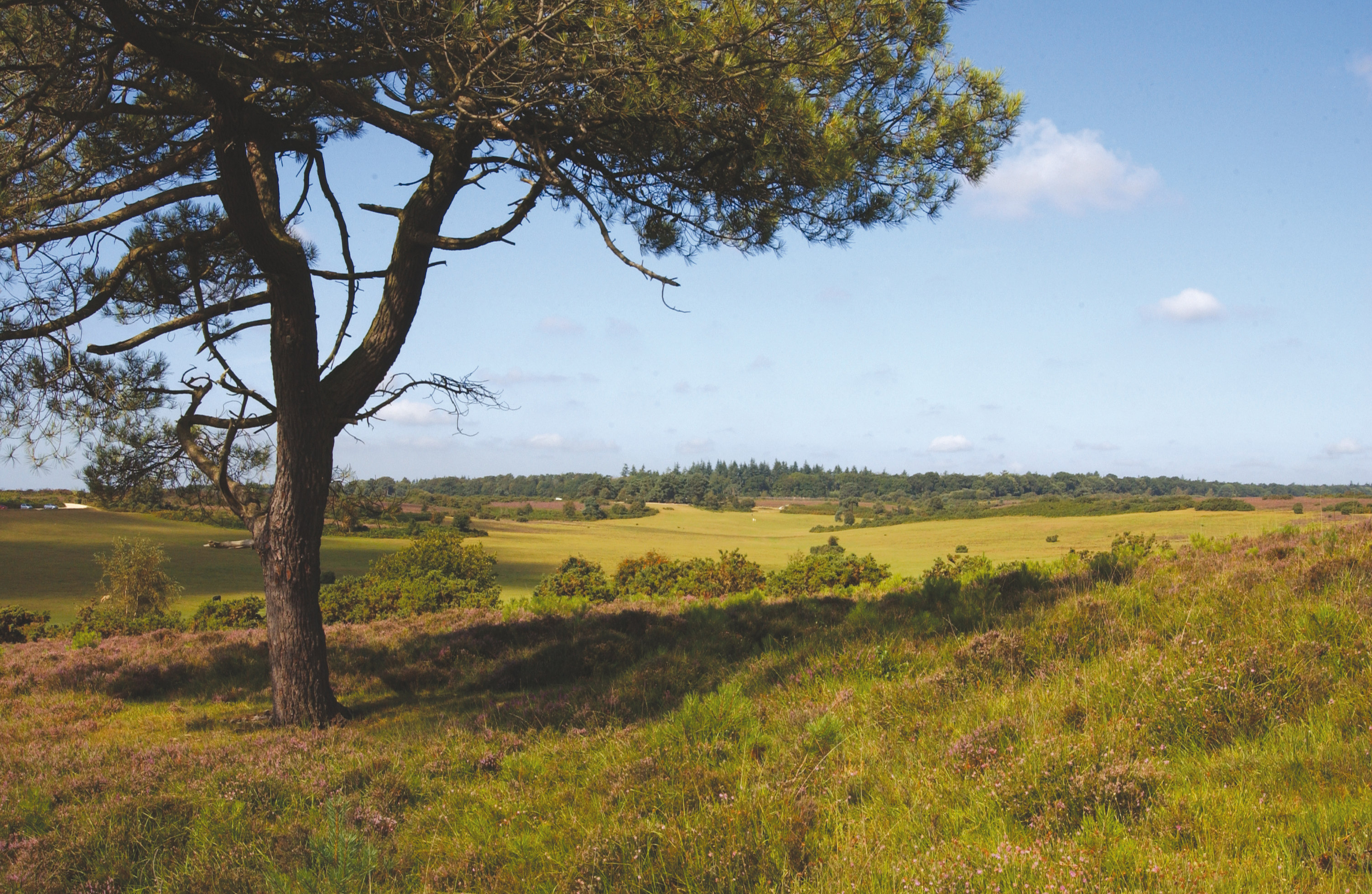 New Forest | Forestry England