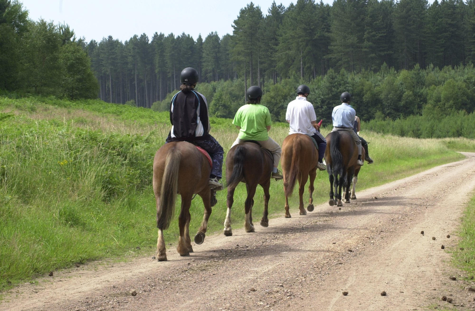 Horse riding at Salcey Forest | Forestry England
