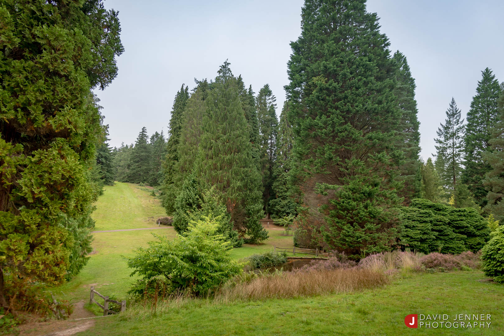 Bedgebury National Pinetum and Forest | Forestry England