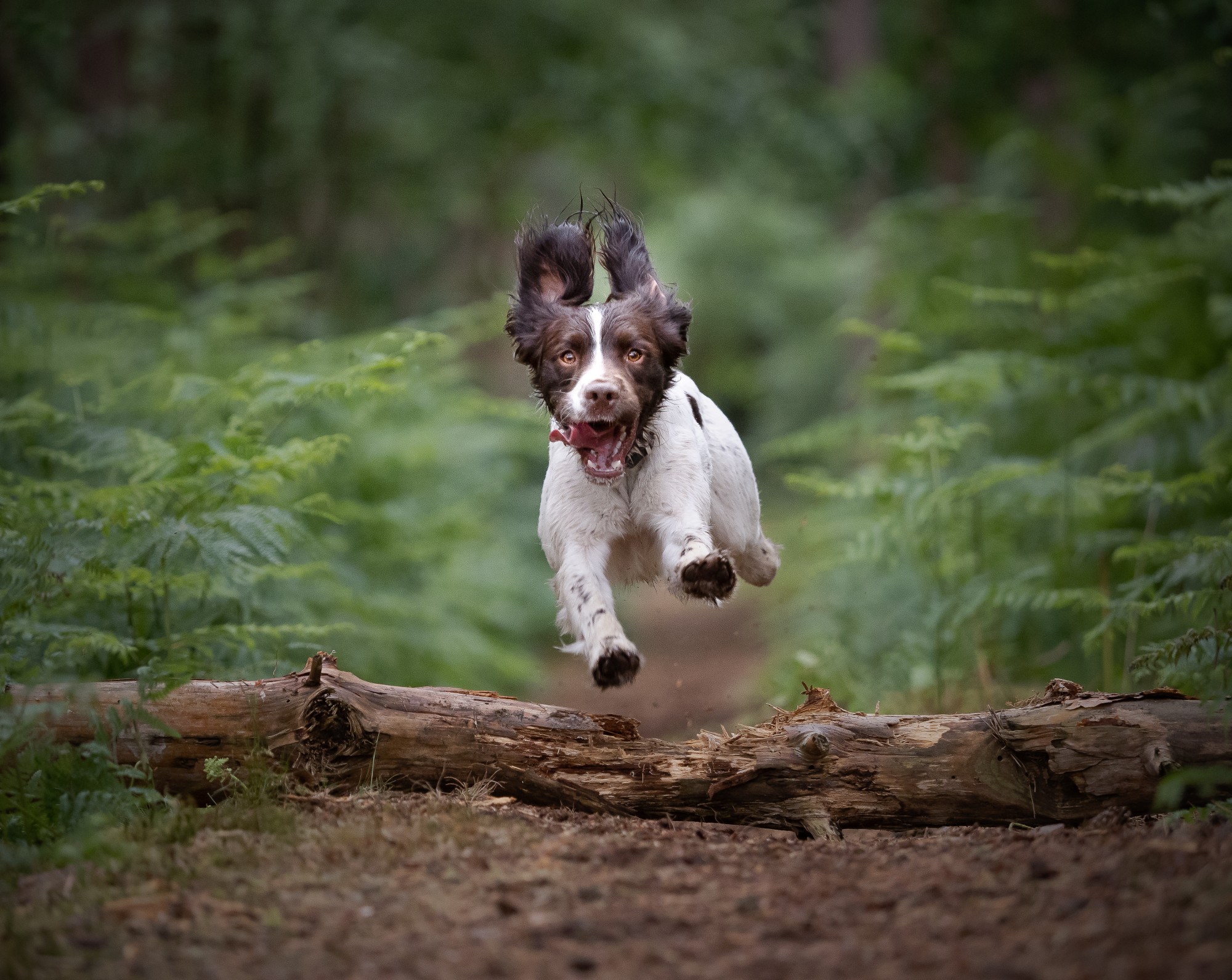 Our top 10 dog-friendly forest walks | Forestry England