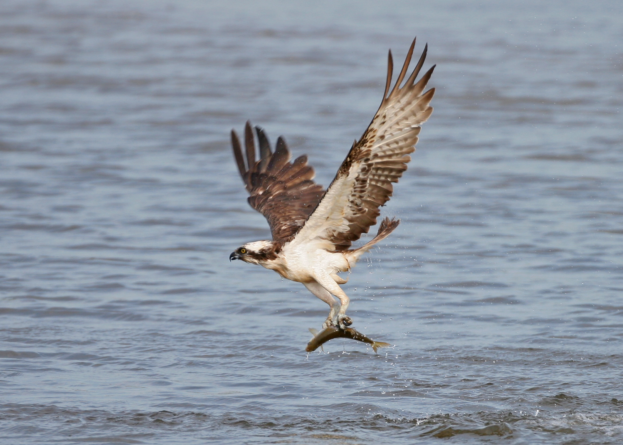 A decade of ospreys at Kielder | Forestry England