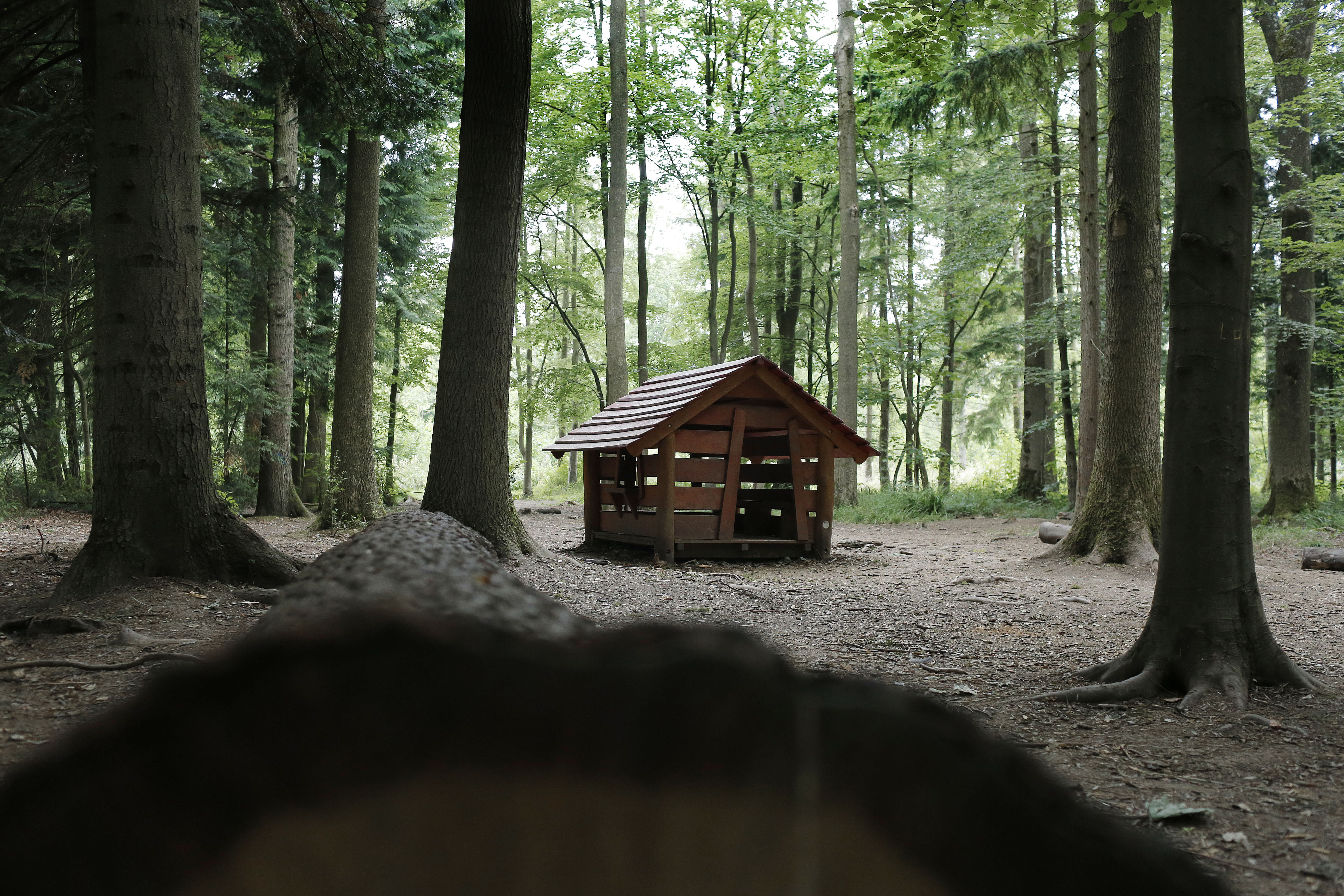 Salcey Forest | Forestry England