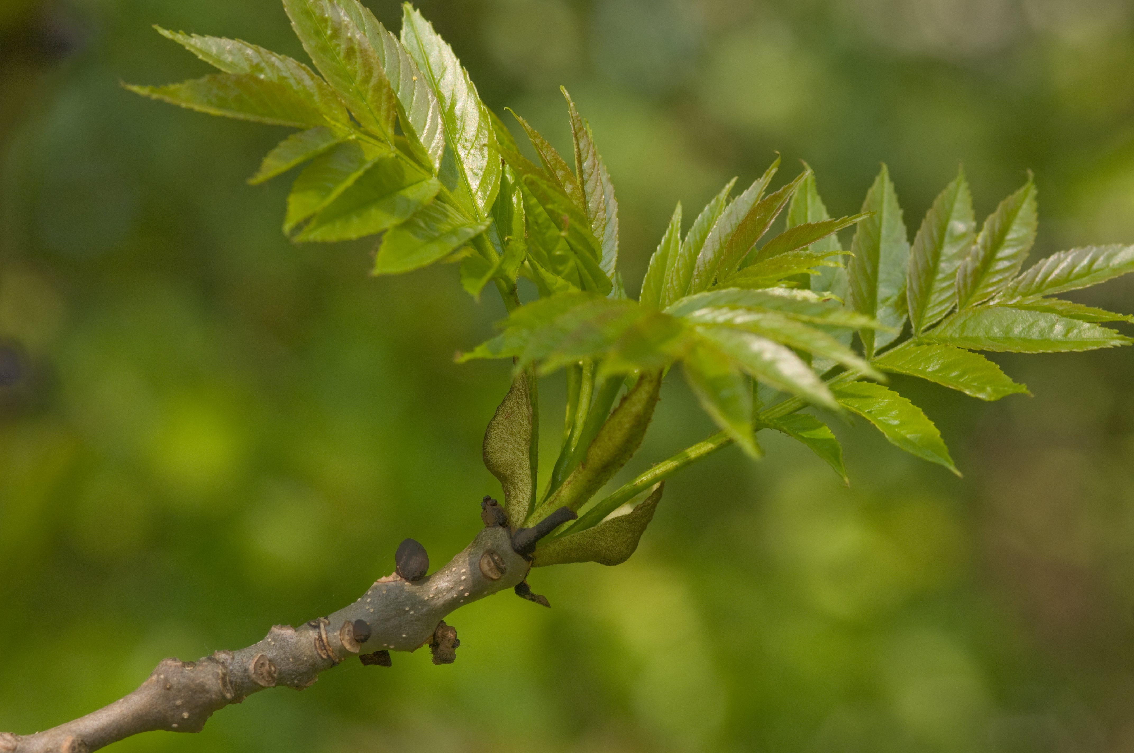 Why Do Trees Wake Up In Spring Forestry England