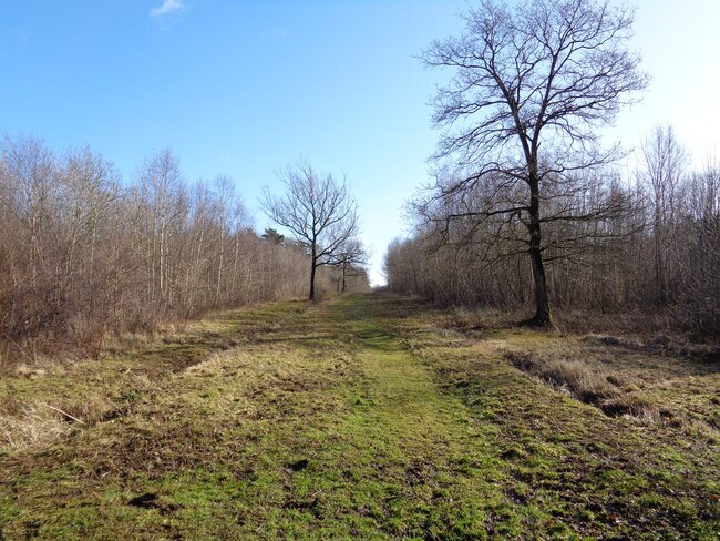 Braydon Woods Forest Plan | Forestry England
