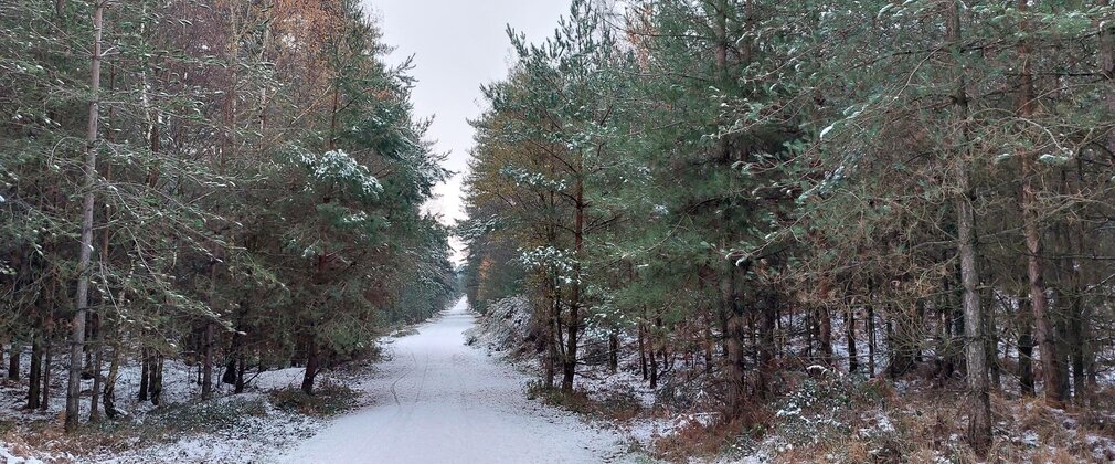 Wareham Forest | Forestry England