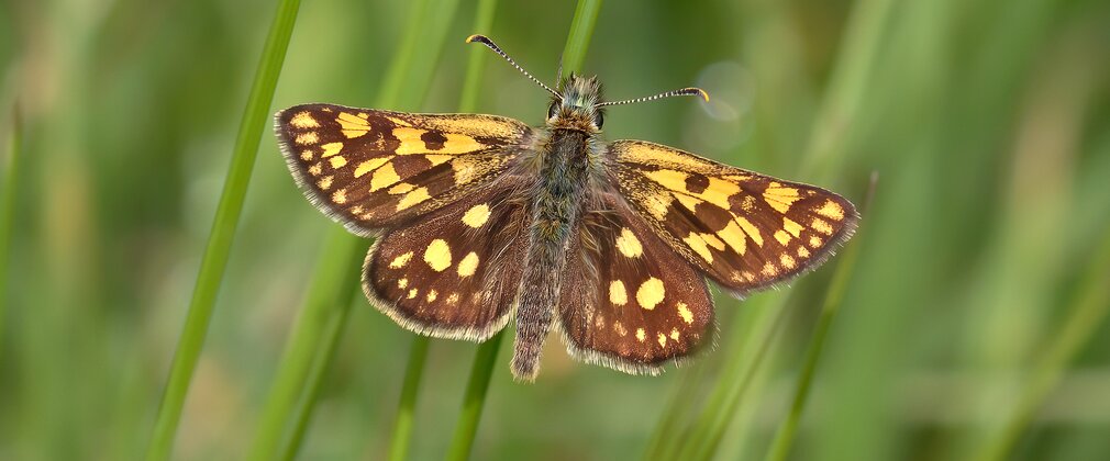 Chequered Skipper butterflies | Forestry England