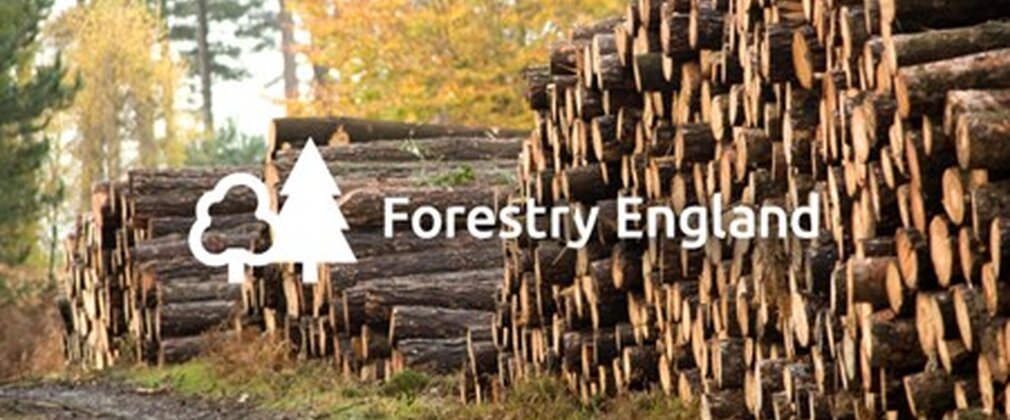 The Sika Trail at Wareham Forest | Forestry England