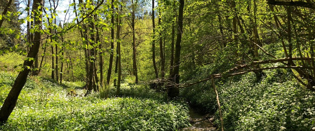 Mortimer Forest | Forestry England