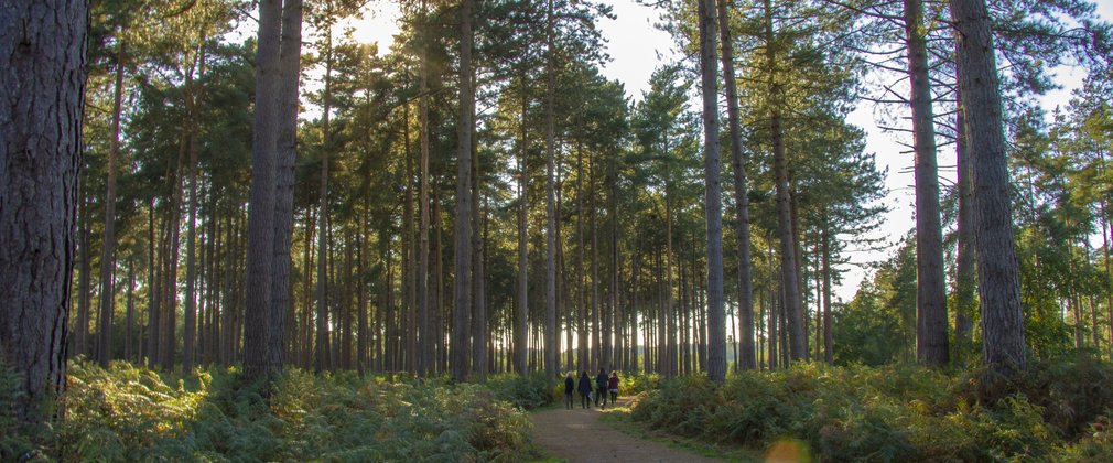 Forestry England seeks business partnerships to help shape future ...