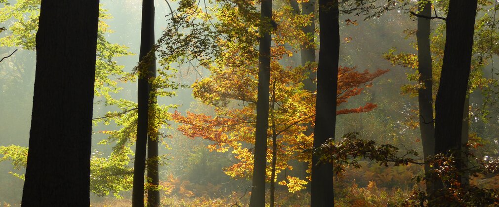 Wyre Forest National Nature Reserve now the largest native woodland in ...