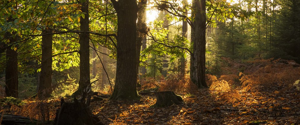New Forest | Forestry England