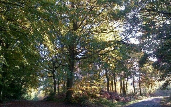 Mortimer Forest | Forestry England