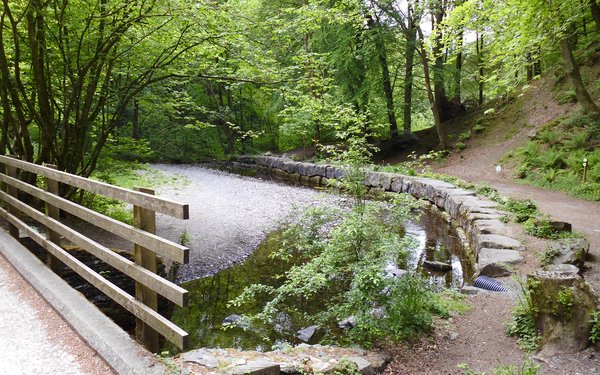 Walking trails at Grizedale | Forestry England