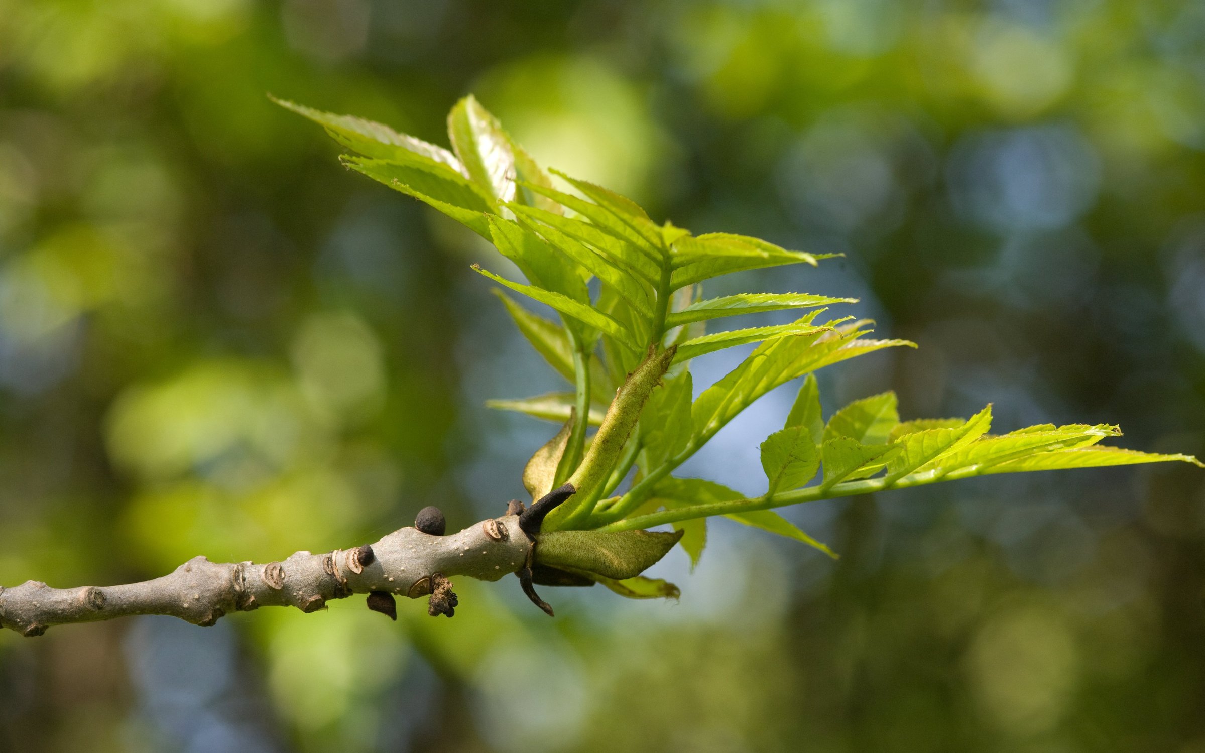 ash tree leaf buds