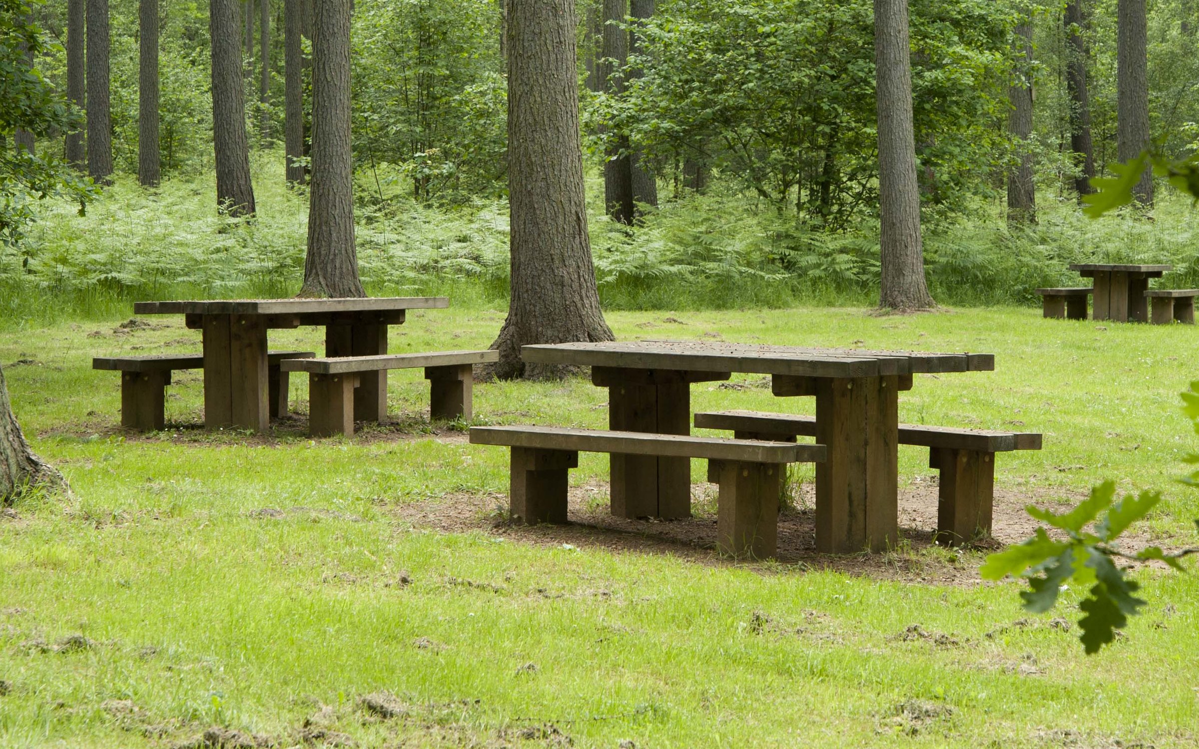 forest bench