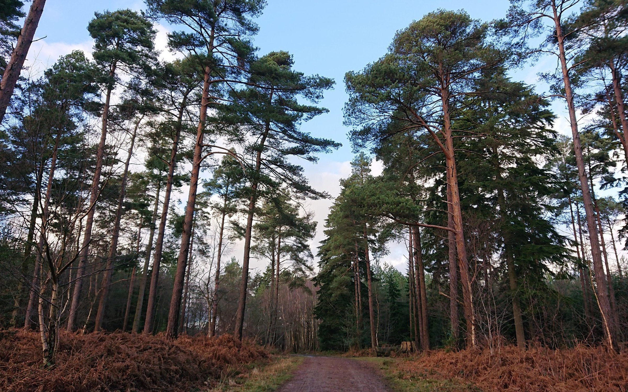 pine tree forest uk