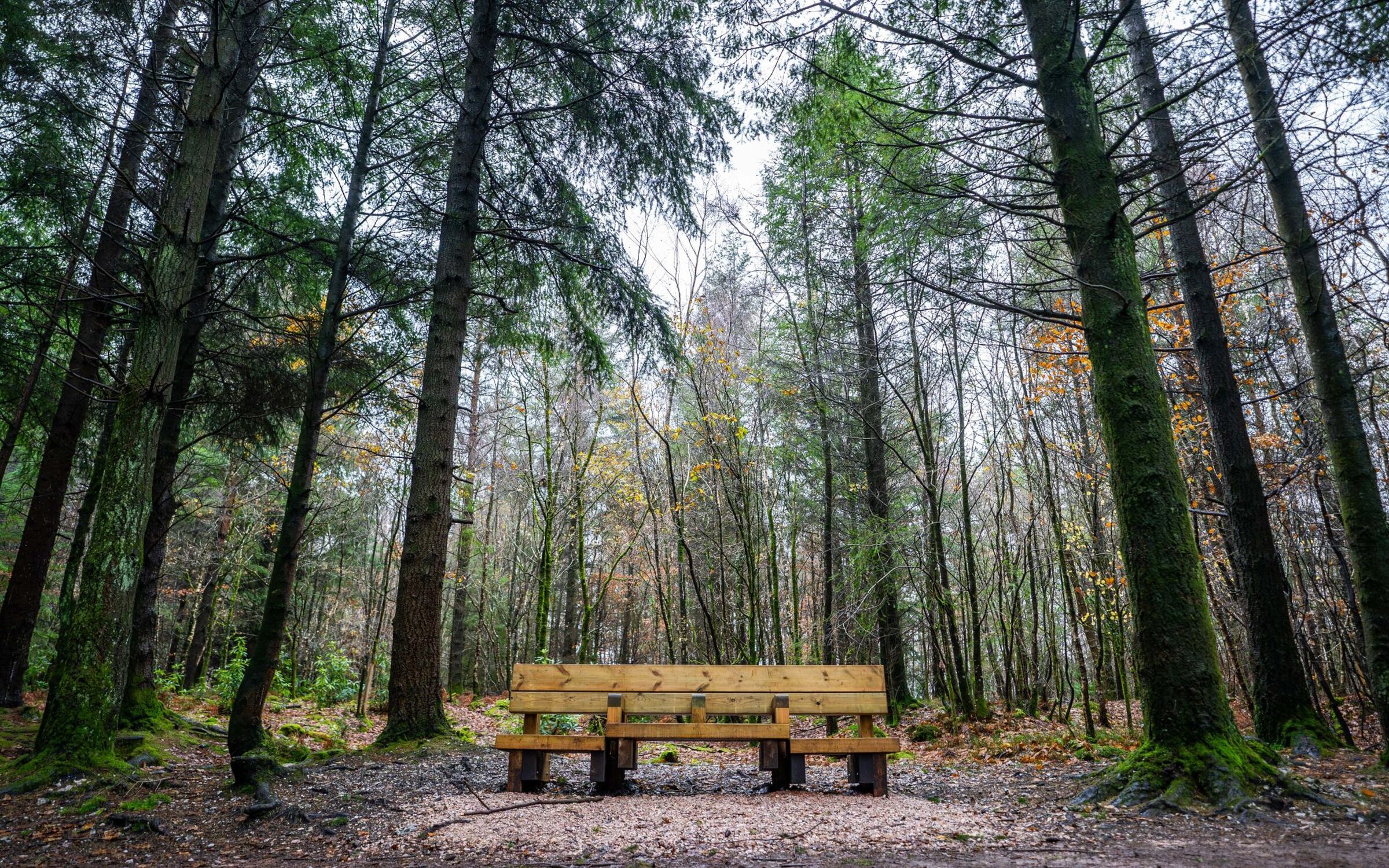 forest bench