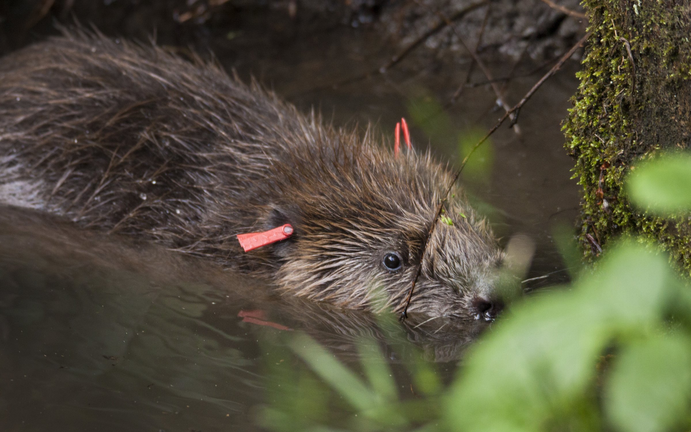 do beavers teeth keep growing