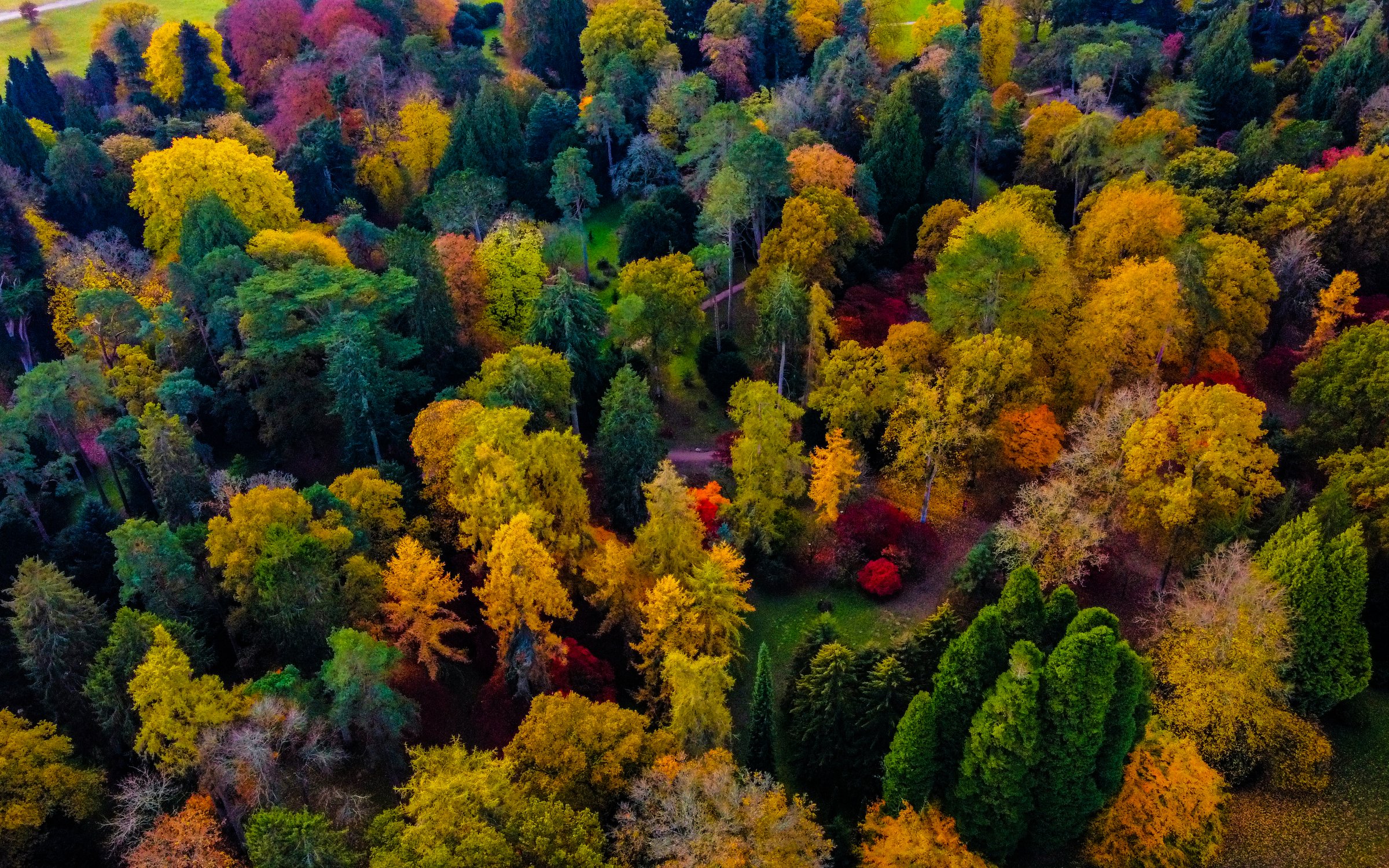 colourful trees uk