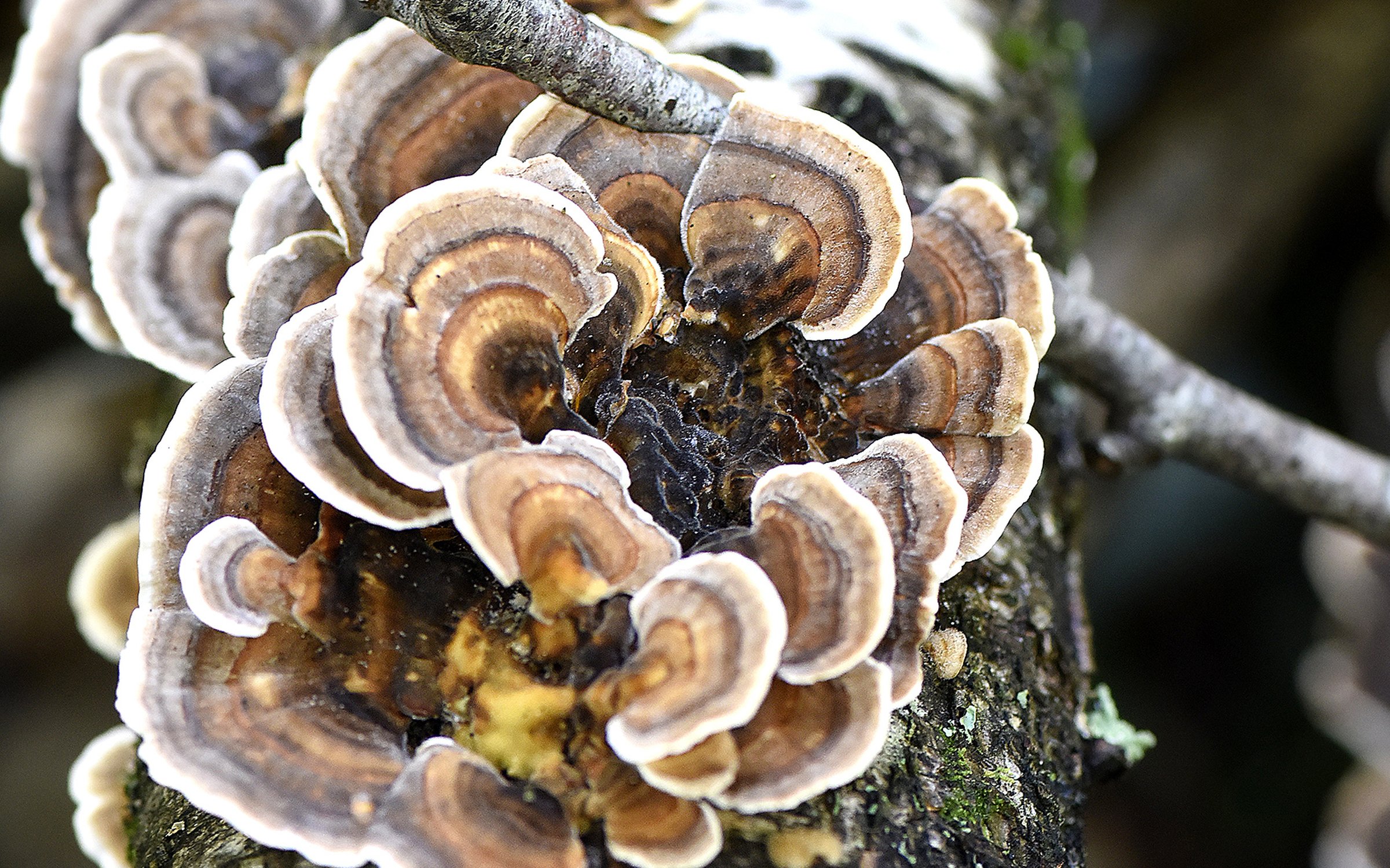 The Fungi Frontiers | Fungal Biotechnology: From Yesterday To Tomorrow