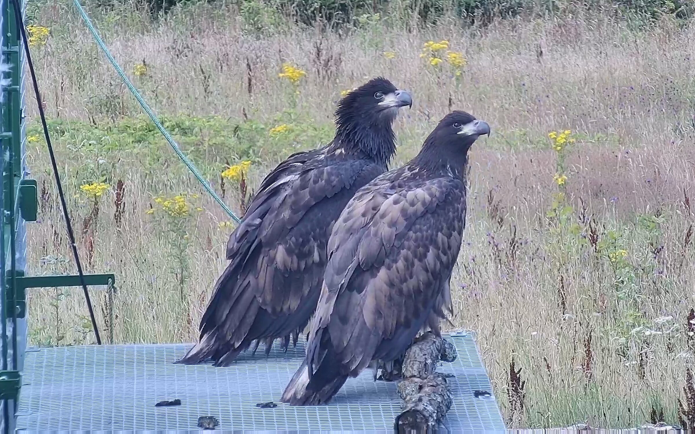 White Tailed Eagle Wingspan