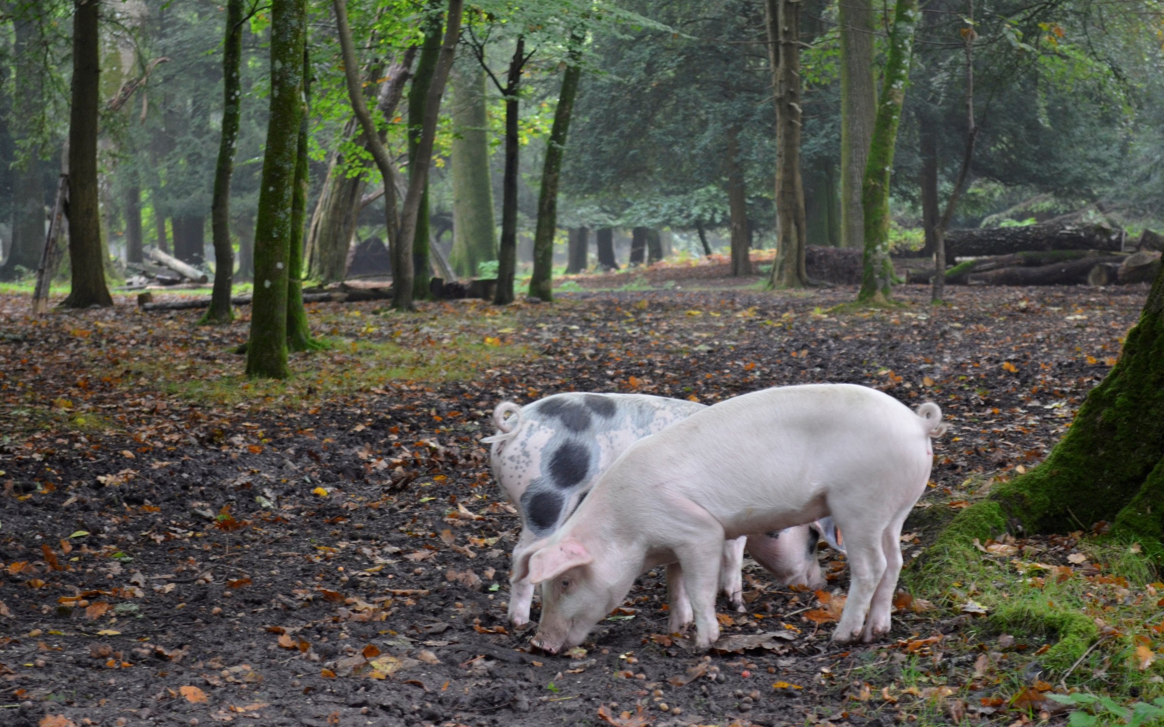 piglets uk