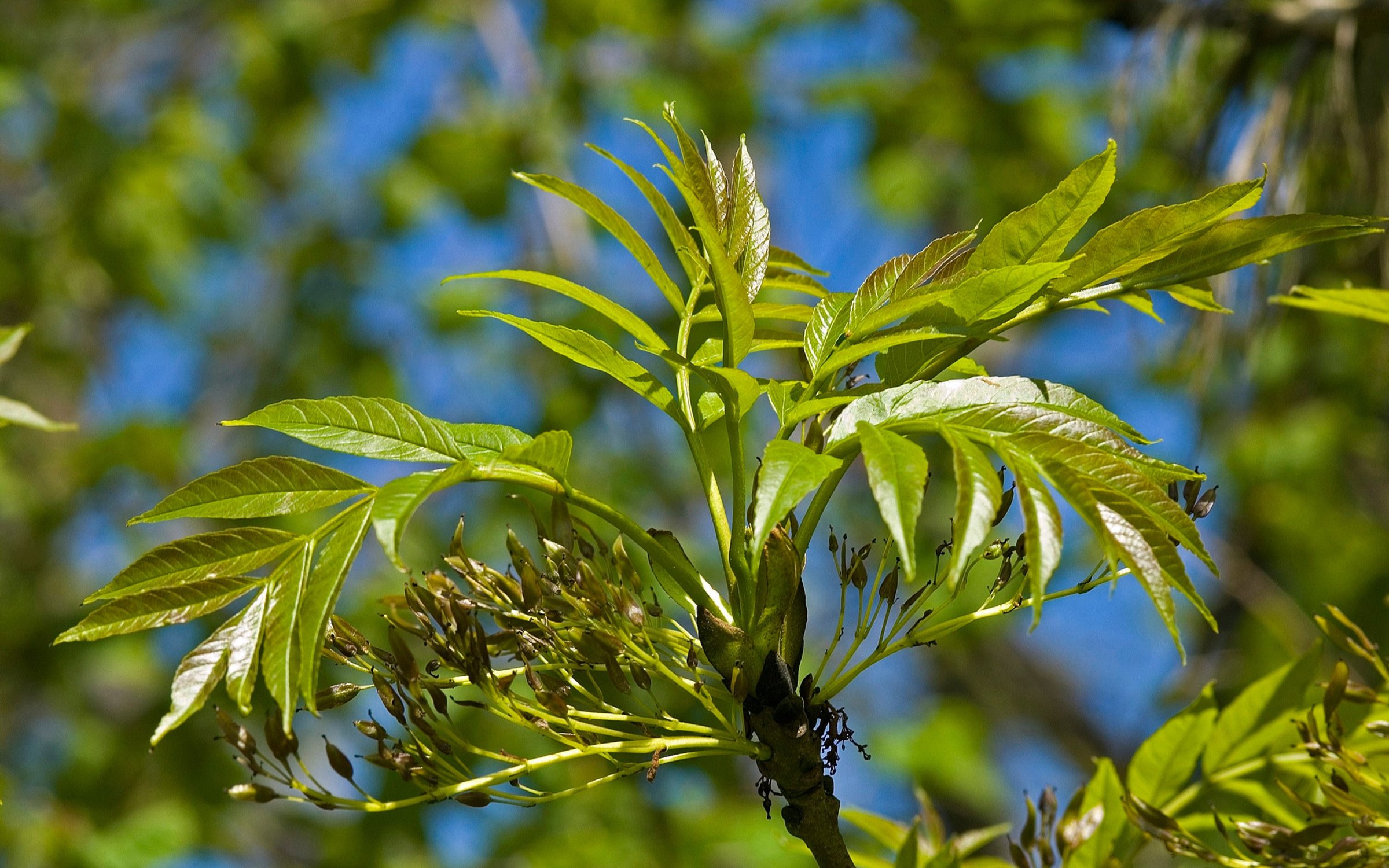 Ash Tree Leaves