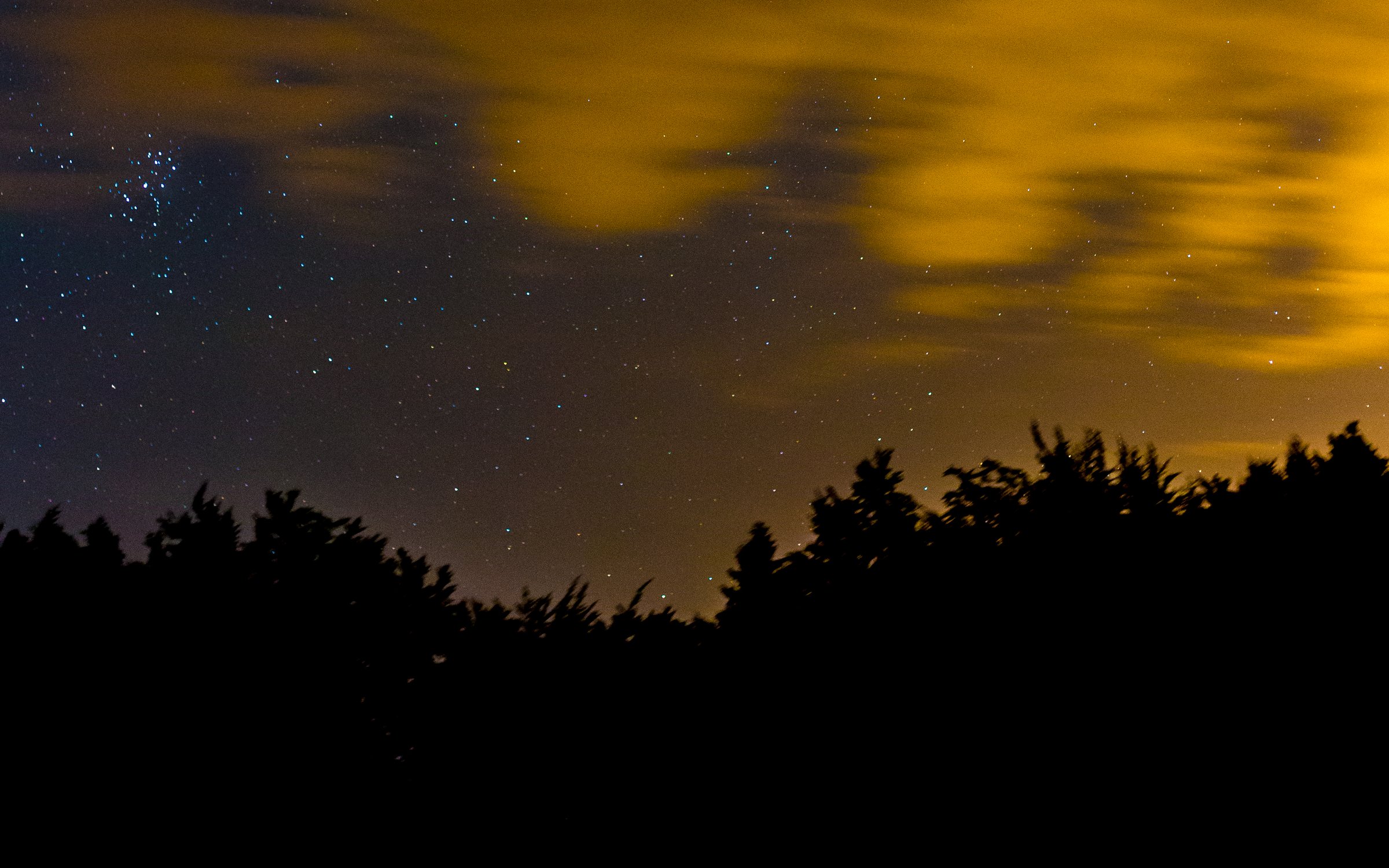 forest night sky