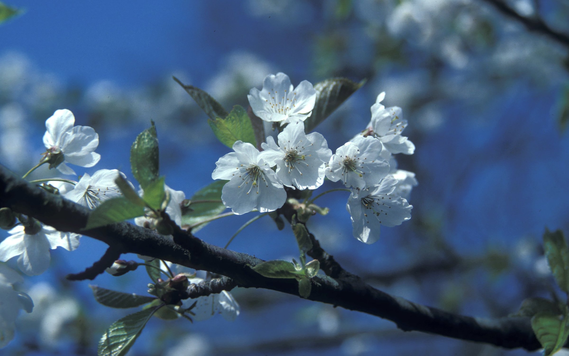 wild cherry tree identification