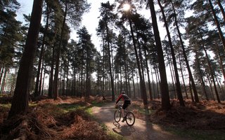 Cycling & mountain biking | Forestry England