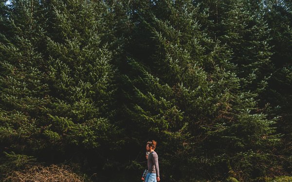 Davidstow Woods | Forestry England