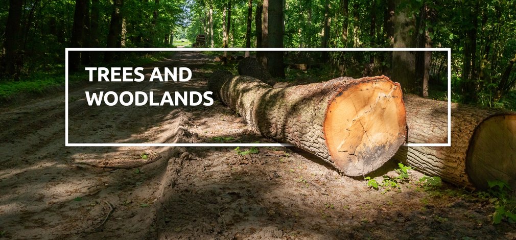 Our Shared Forest | Forestry Commission England