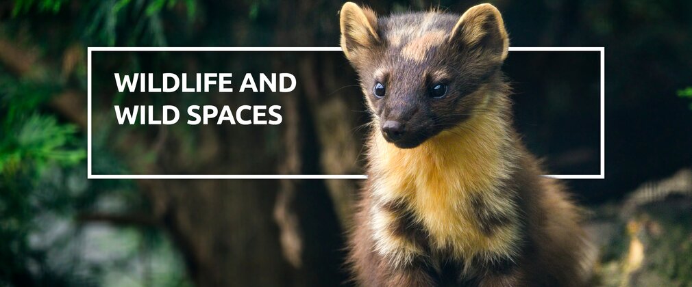 Our Shared Forest | Forestry Commission England