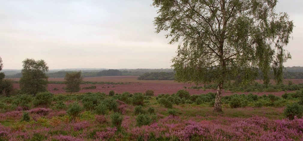 New Forest | Forestry England