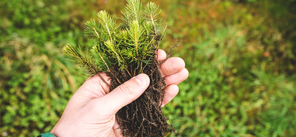 Real Christmas trees | Forestry England