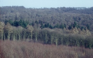 Great Wood | Forestry England