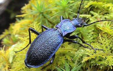 Insects that live in England’s woodlands | Forestry England