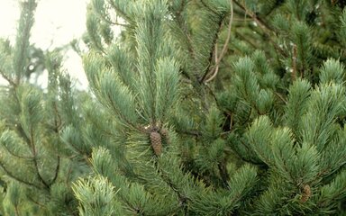 Lodgepole pine | Tree species | Forestry England