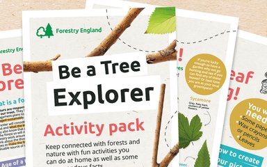 Forest activity sheets | Forestry England
